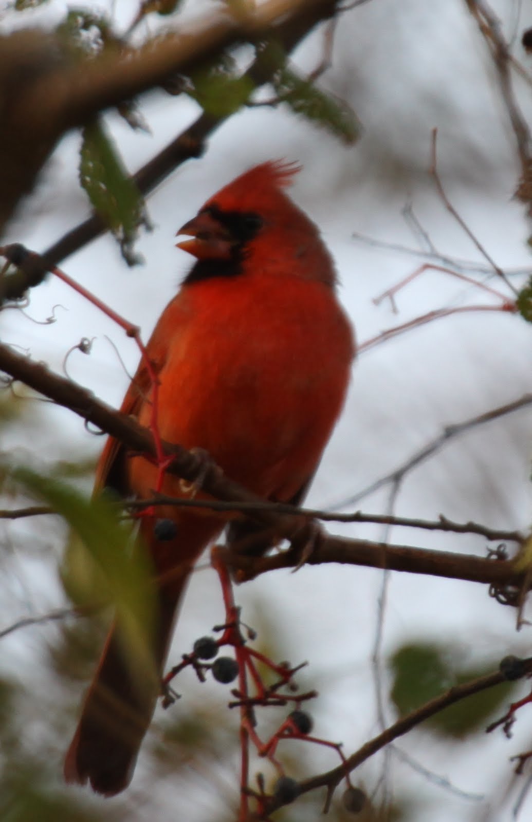 Michigan Exposures: A Cardinal