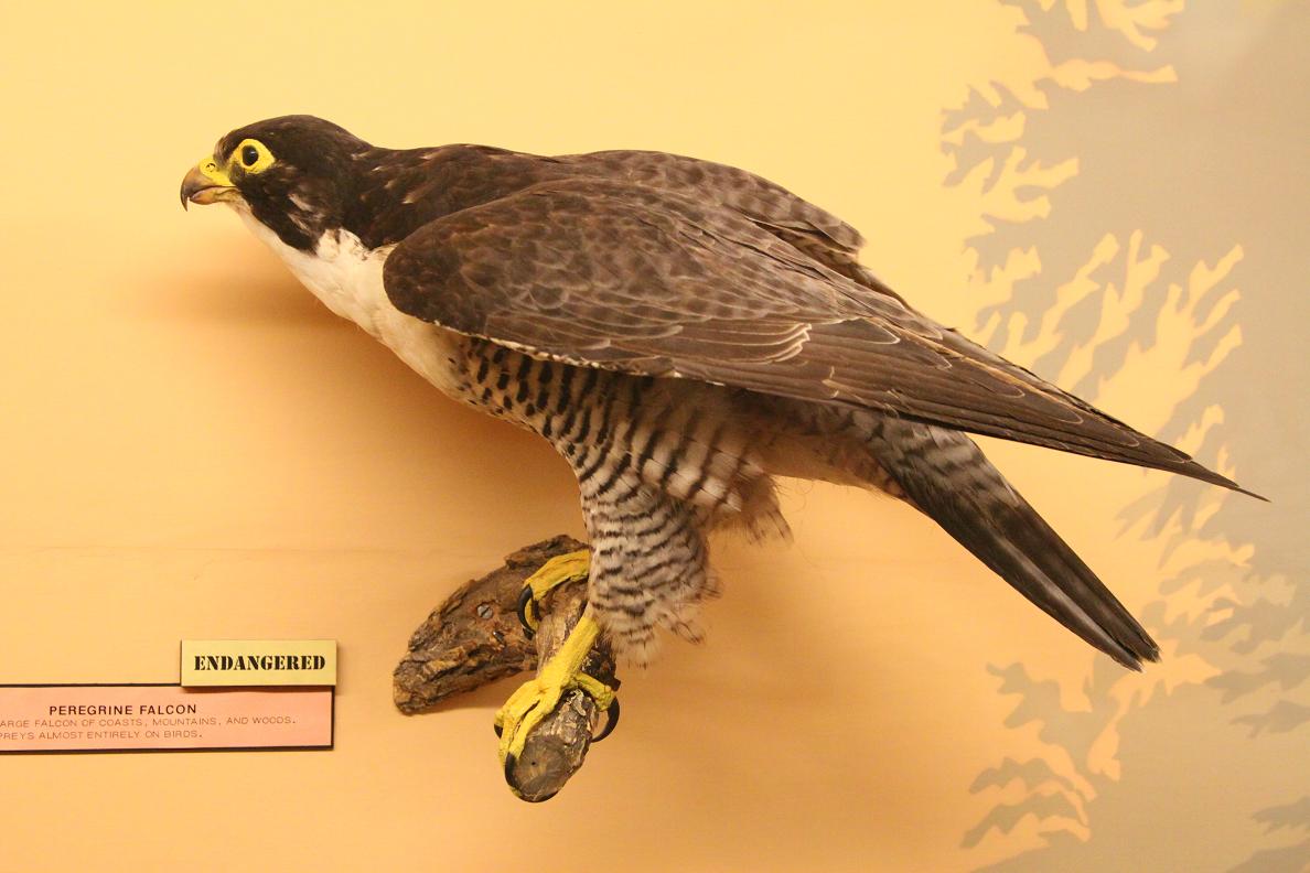 Michigan Exposures: The University of Michigan Natural History Museum