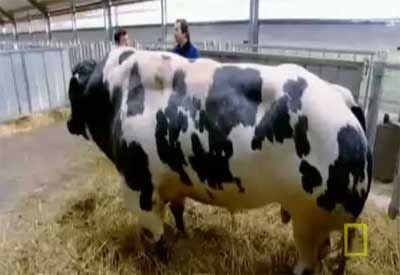 angela's.bio.blog: HOLY COW