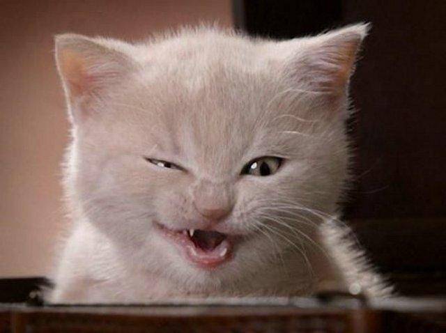 Funny Kittens - 14 Pics ~ Alpin Funny Picture!!