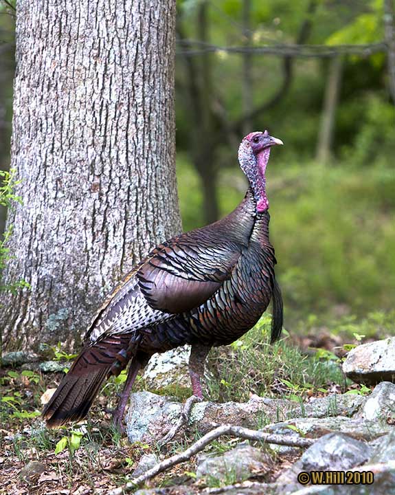 Pennsylvania Wildlife Photographer: Gobbling Season Winds Down