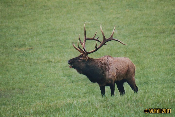 Pennsylvania Wildlife Photographer: Fred-Bull 36 Appears In Elk Country ...