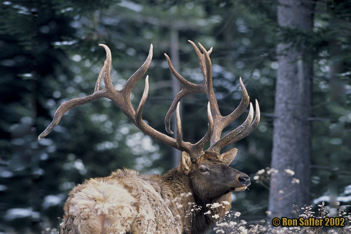 Pennsylvania Wildlife Photographer: Fred-Bull 36, Dies As Result Of ...