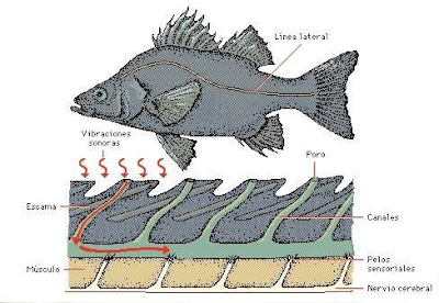 sistema digestivo de los peces: ESCAMAS