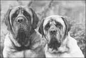 Luther The Wolf Dog: The History of Rottweilers, Mastiffs, and German ...