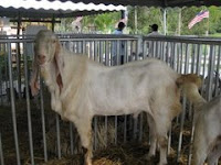 USAHAWAN TERNAK MALAYSIA