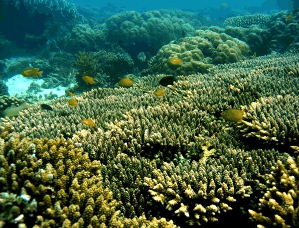 "Tourism at its Best": Carbin Reef in Sagay City