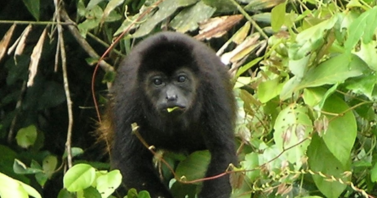 Monos de Costa Rica: Las Cuatro Representativas de Costa Rica.