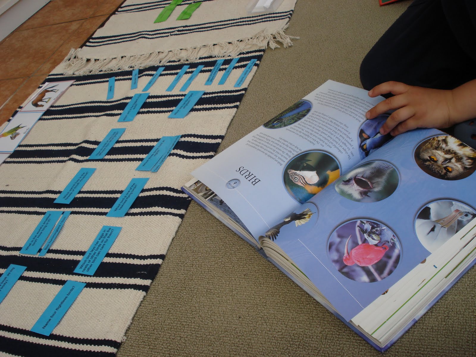 THE LEARNING ARK - Elementary Montessori : Animal kingdom Questions