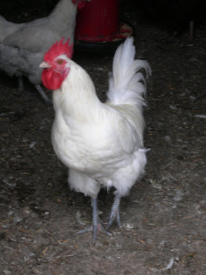 L'atelier des poules: Gauloise blanche