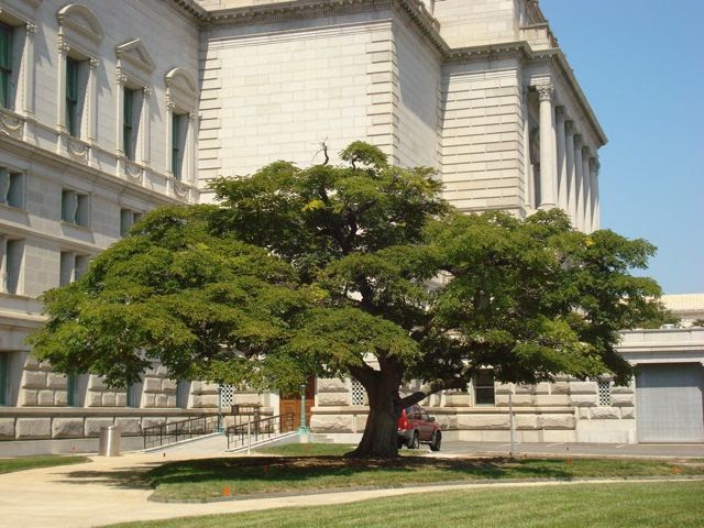 Washington DC Trees: Library of Congress Cork Tree