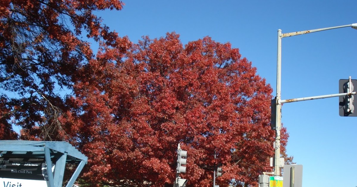Washington DC Trees: The Scarlet Oak...in all her glory