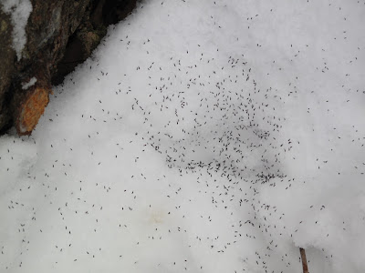 The Joyce Road Neighborhood: Snow Fleas