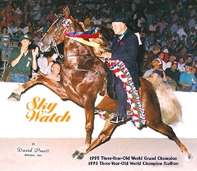 PARSLEY'S PICS: The Big Lick Tennessee Walking Horse – Part 2