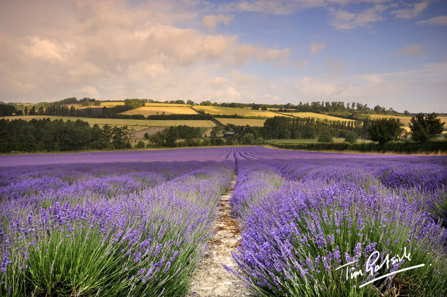 Photographer in Kent: Lavender, Shoreham, Kent-"photographer in kent"