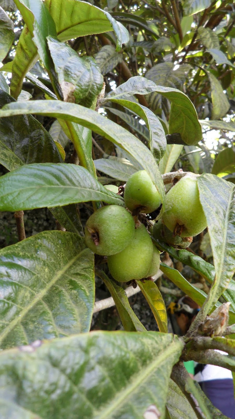 o lugar nunca pensei...: As "Mocnas"...