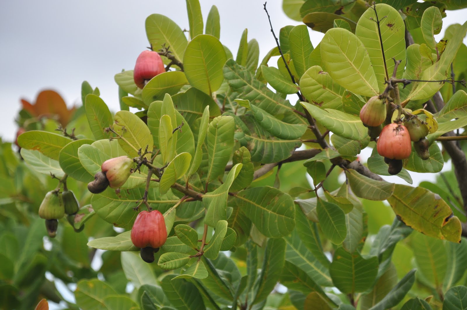 disculpe, su vida le espera...: canhu
