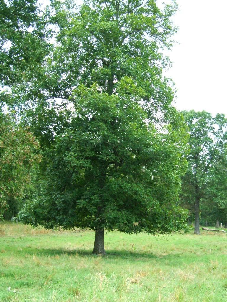 Ruthlynn's World: Hickory Nut Tree