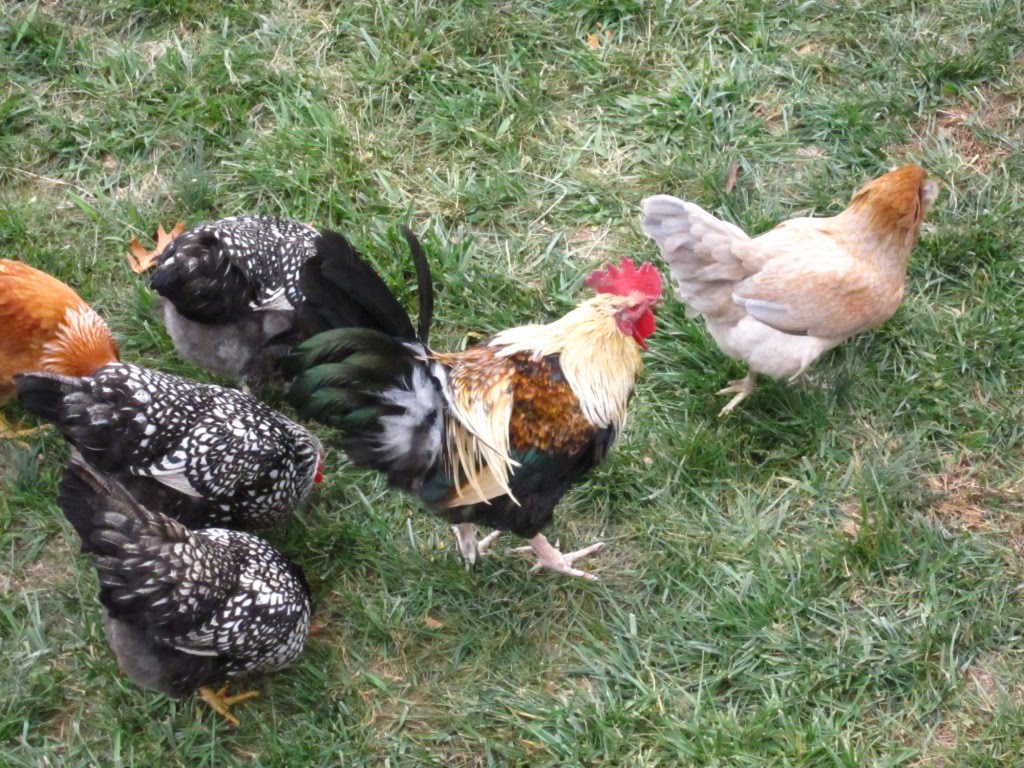 Ruthlynn's World: Lawn Chickens