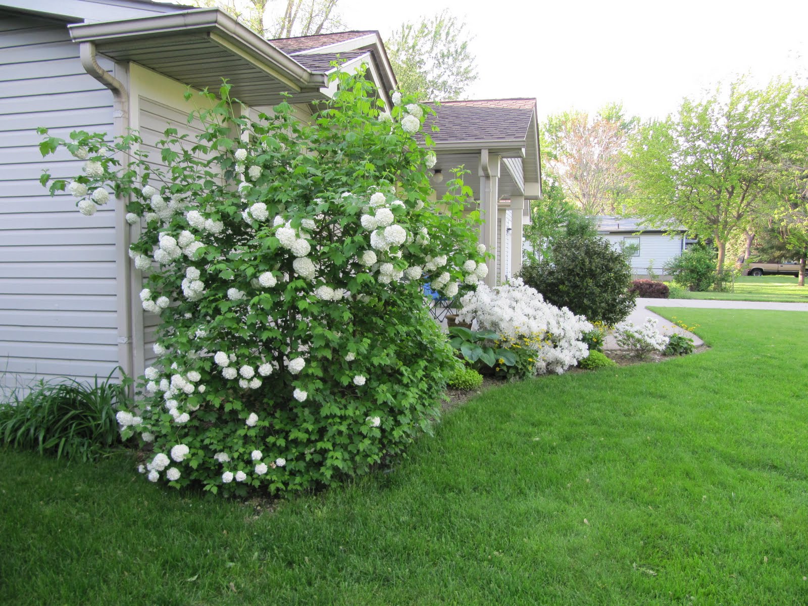 Mooki Mutterings: Snowball bush