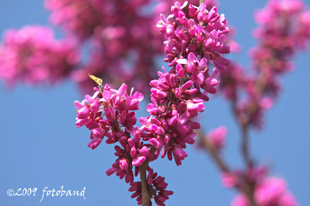 fotoband: Arghavan Flower