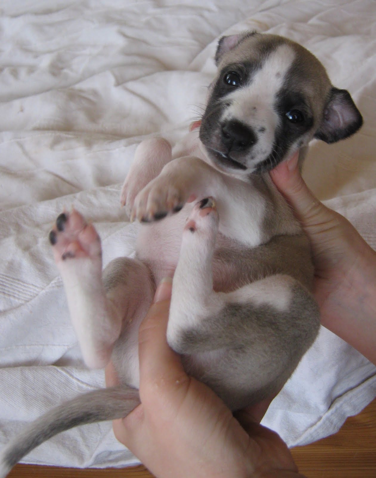 Cosmo: Die kleinen Colwyn Whippet Welpen