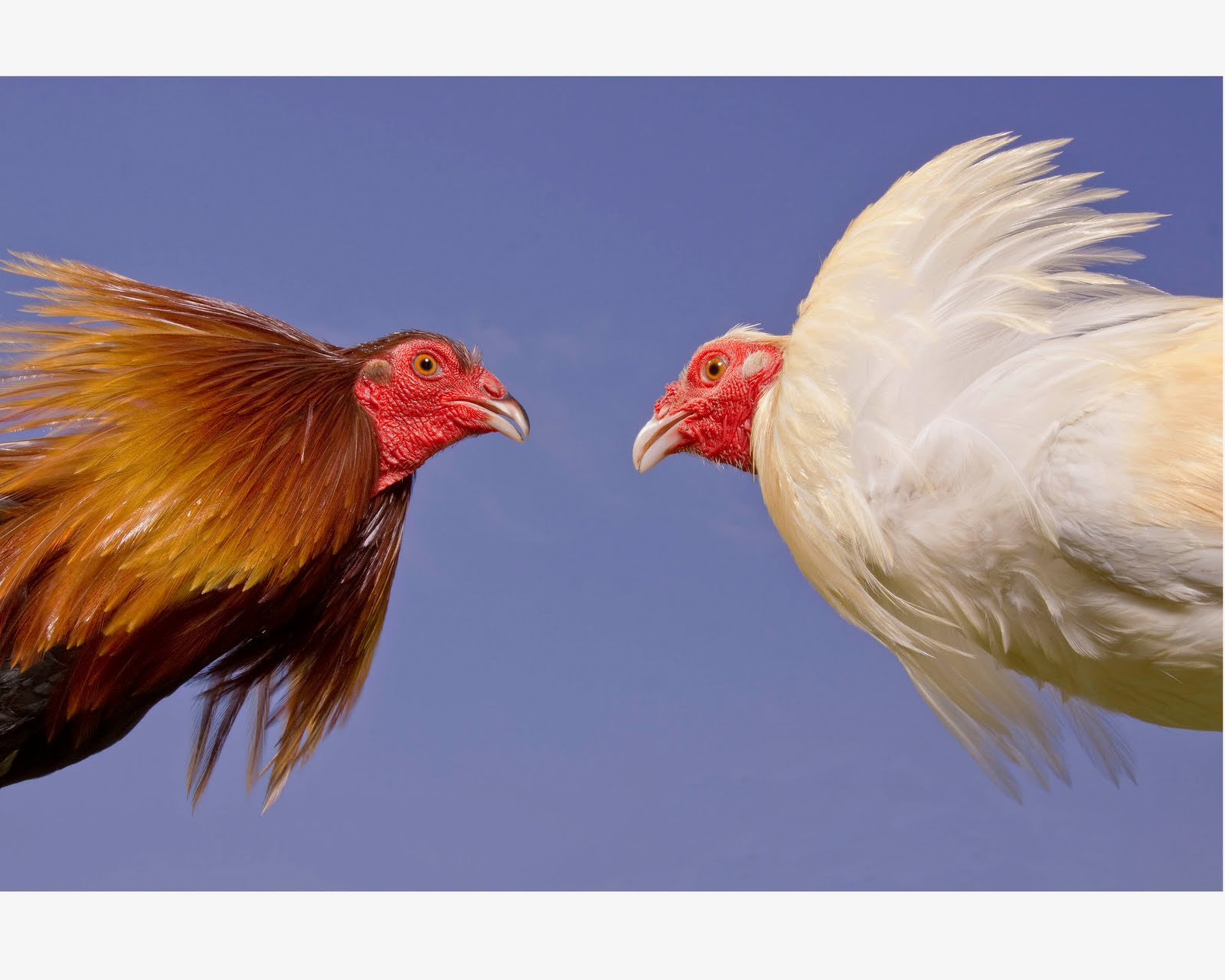 thriftfarmer: ROOSTER FARM , PHILIPPINES 2009