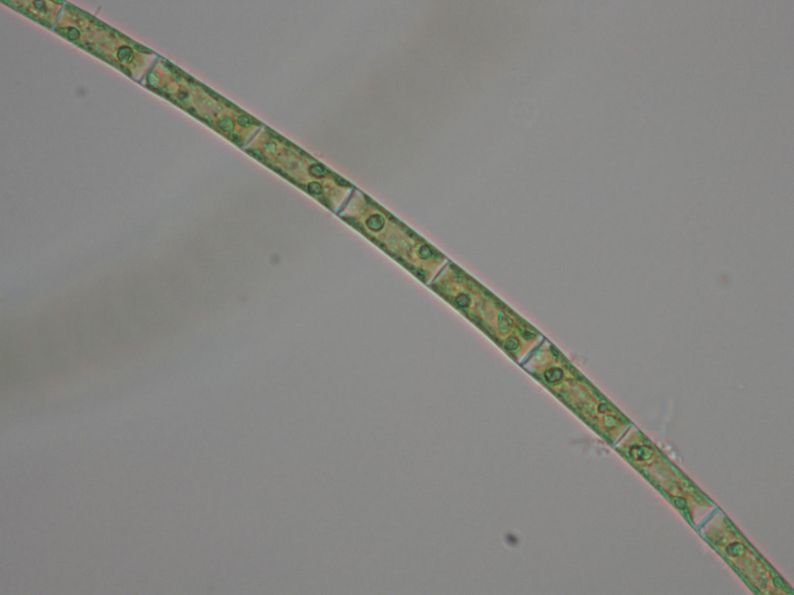 My Mom Reads This Blog: November 2010