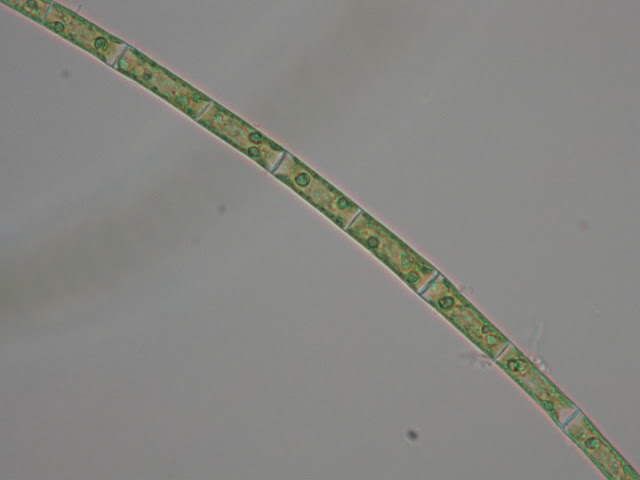 My Mom Reads This Blog