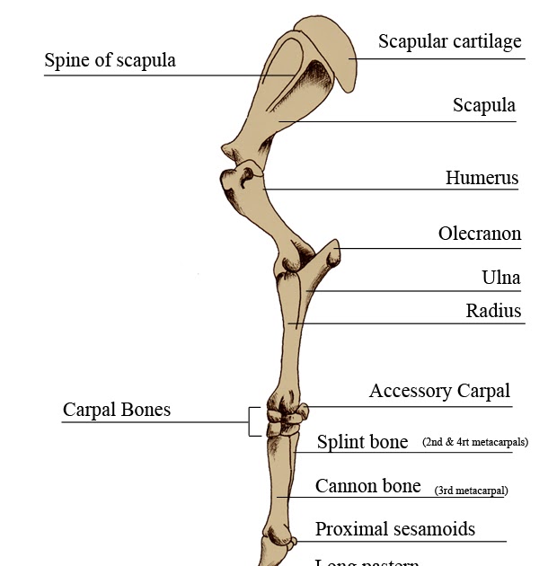 Forever Horses: Anatomy of the Equine Forleg