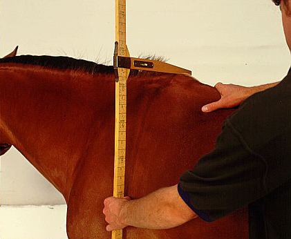Forever Horses: Measuring your horse's height