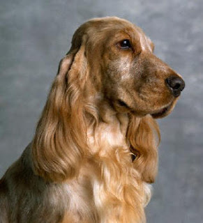 Amigo do Cão Amigo: CONHECENDO AS RAÇAS: COCKER SPANIEL