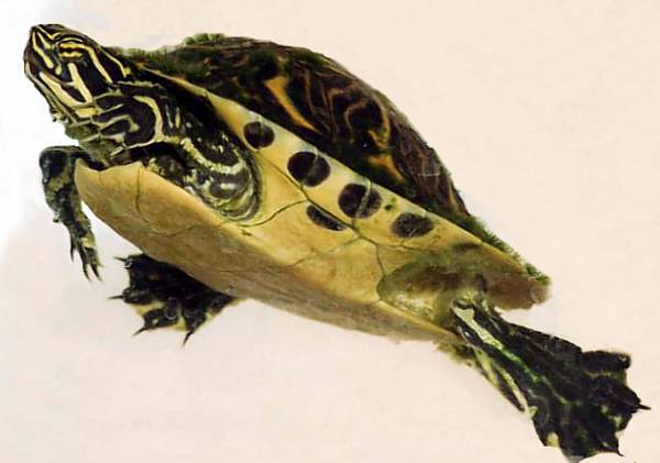 EQUIDENA : NUESTRA TORTUGA MAPA