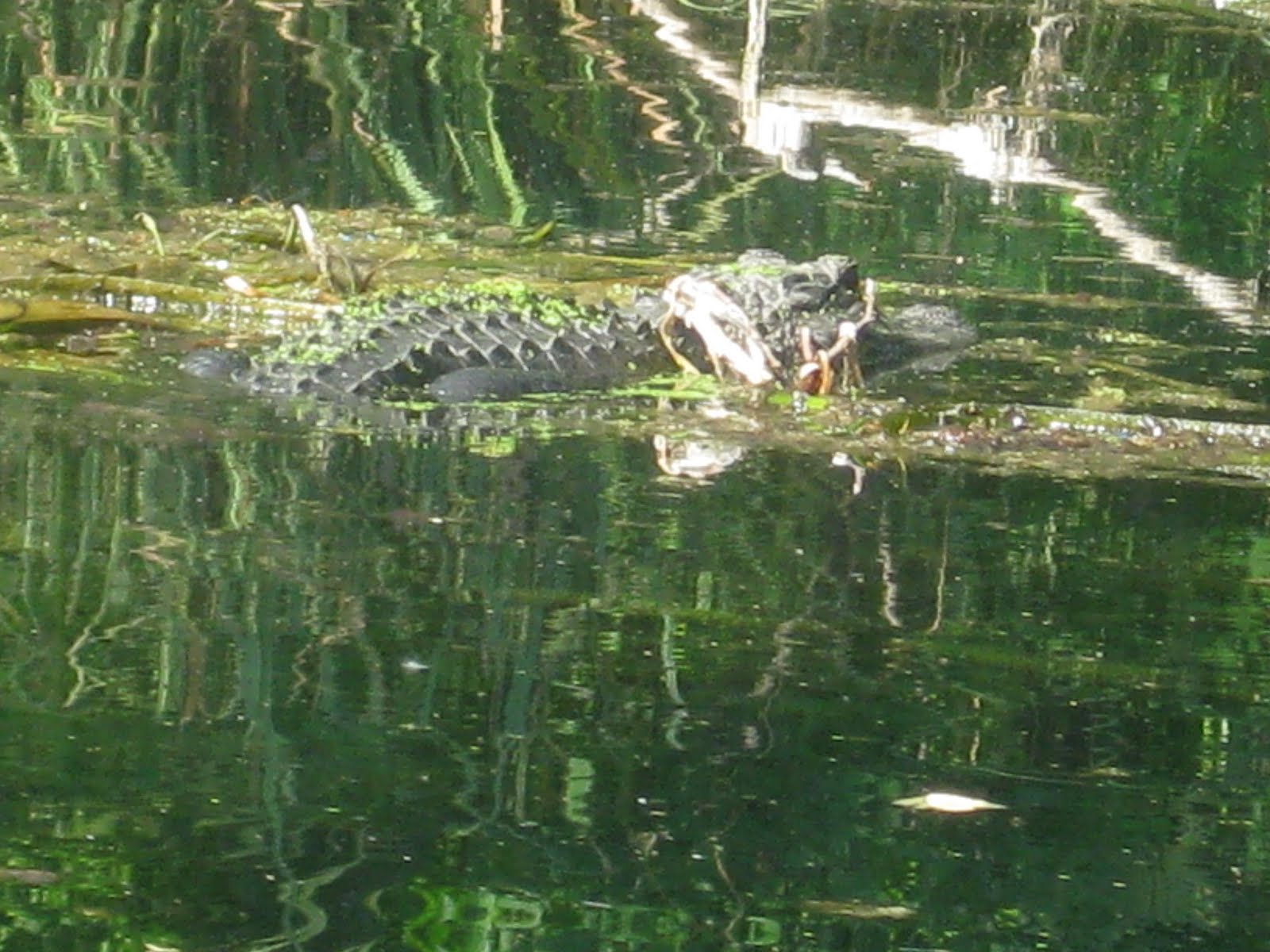 Dave's Yak Tales: Ichetucknee River and Silver River