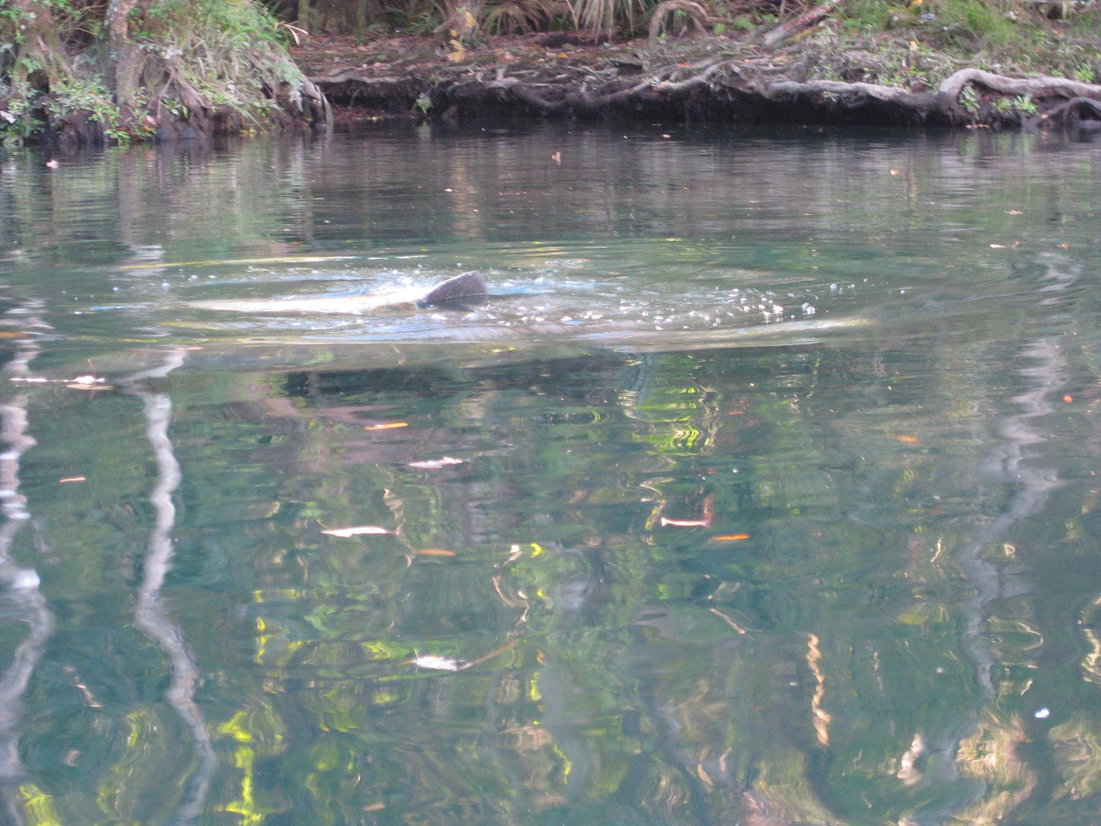 Dave's Yak Tales: Weeki Wachee River