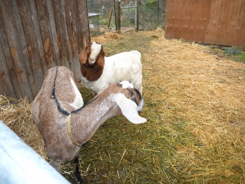 Whidbey Island Hobby Farm: Breeding our Goats