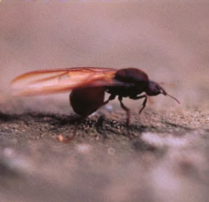 Curiosidades Santandereanas: La hormiga culona es un plato exquisito de ...