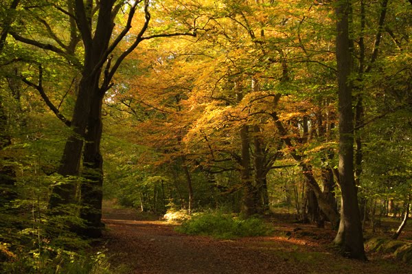 RT photographics: Burnham's Burnished Beeches!