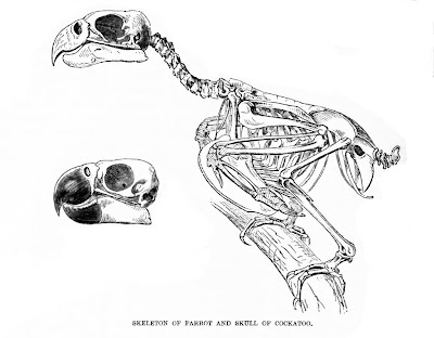 Kiwi's Angels: Parrot Skulls