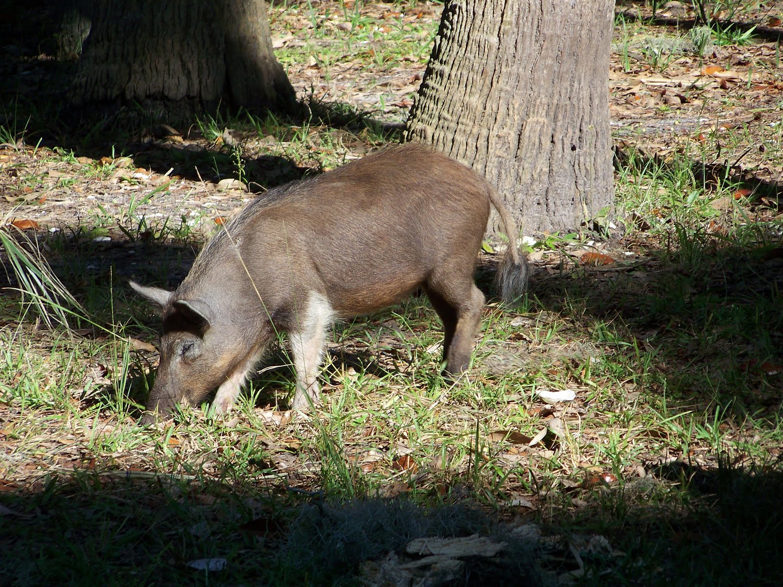 Creighton Island: Tour of the island