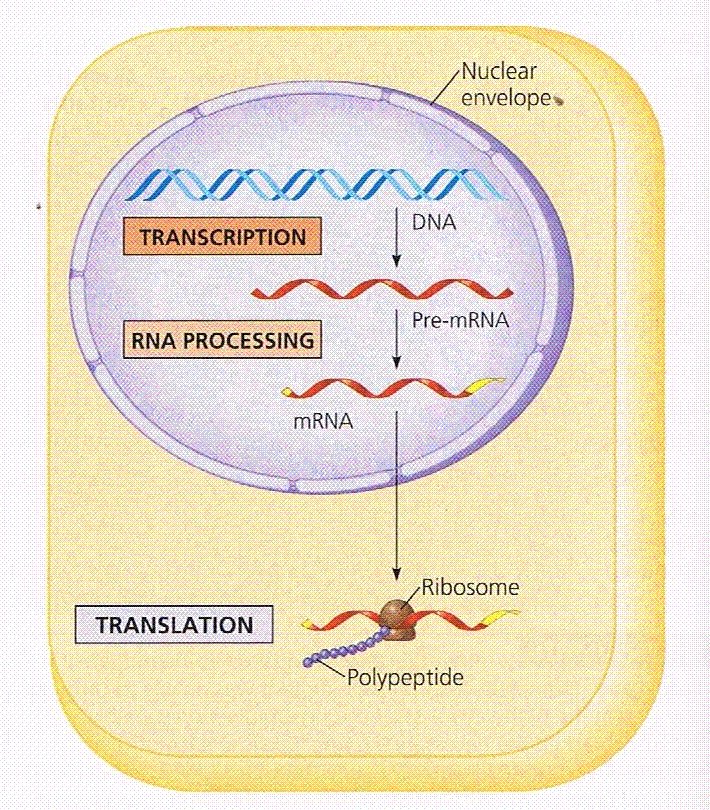 Adriana Dobrin: Biology Essay