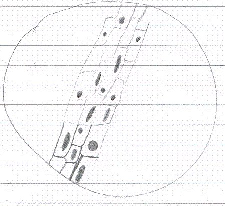 Adriana Dobrin: Lab Report - Mitosis in garlic root tips