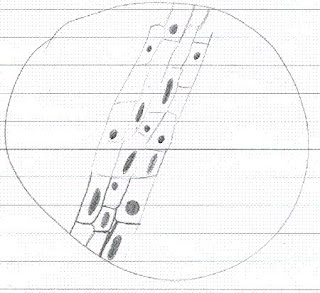 Adriana Dobrin: Lab Report - Mitosis in garlic root tips