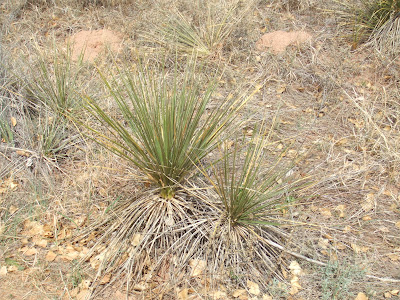 Palo Duro Canyon State Park Eduphlog: Yucca Plants