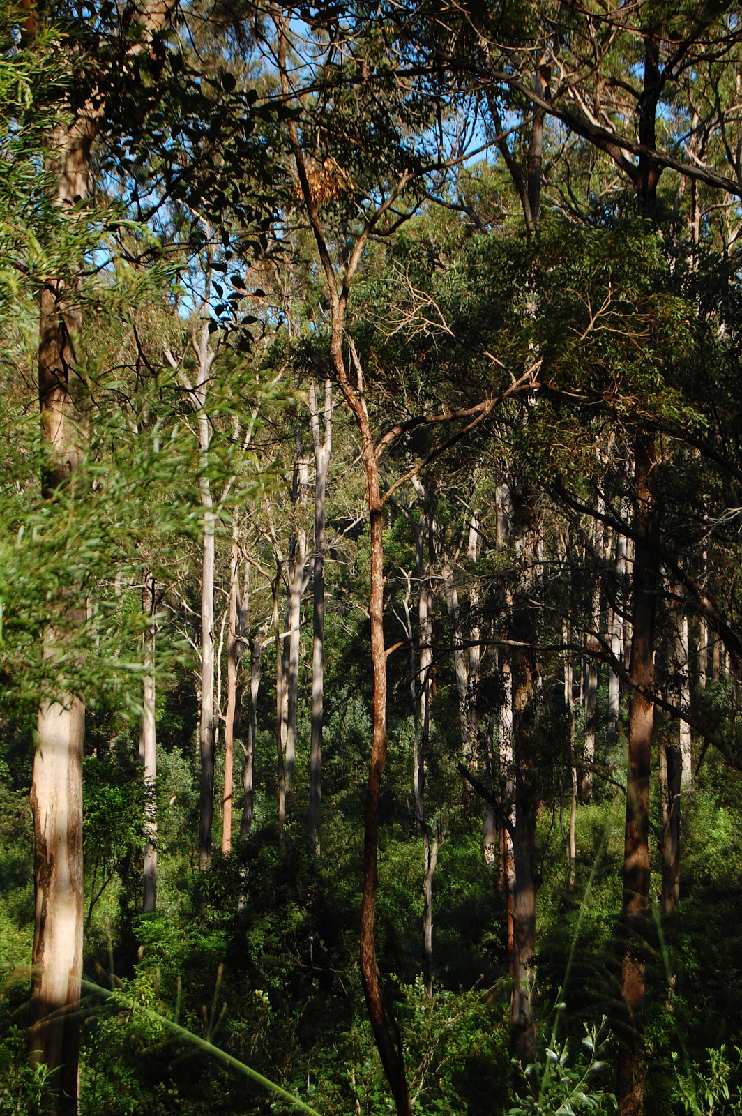 Brisbane Daily Photo : Eucalypt Forest