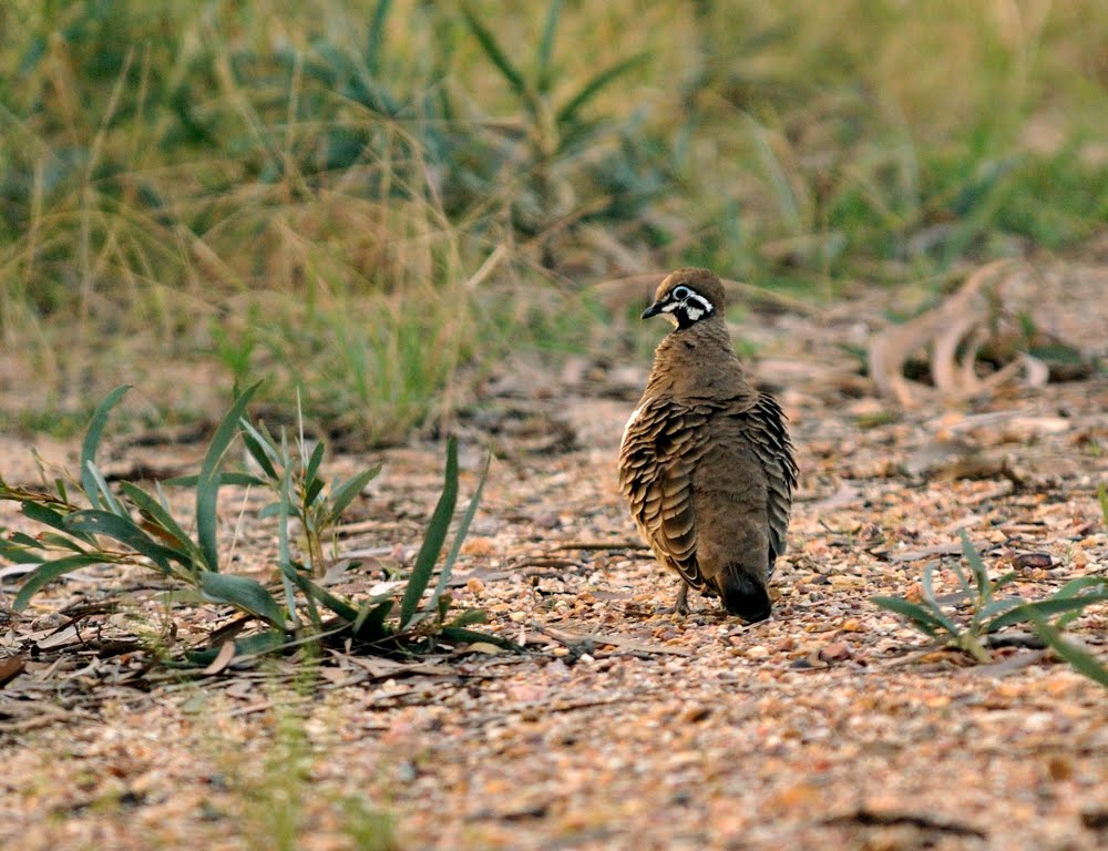 A Big Year: An SEQ Birding Adventure