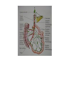 ·INTESTINO DELGADO·: Vasos linfáticos del yeyuno e íleon
