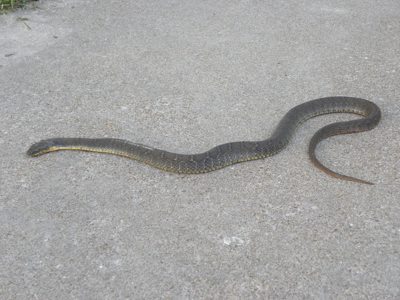 Seven Branches: Lessons That I Learned From a Dead Snake