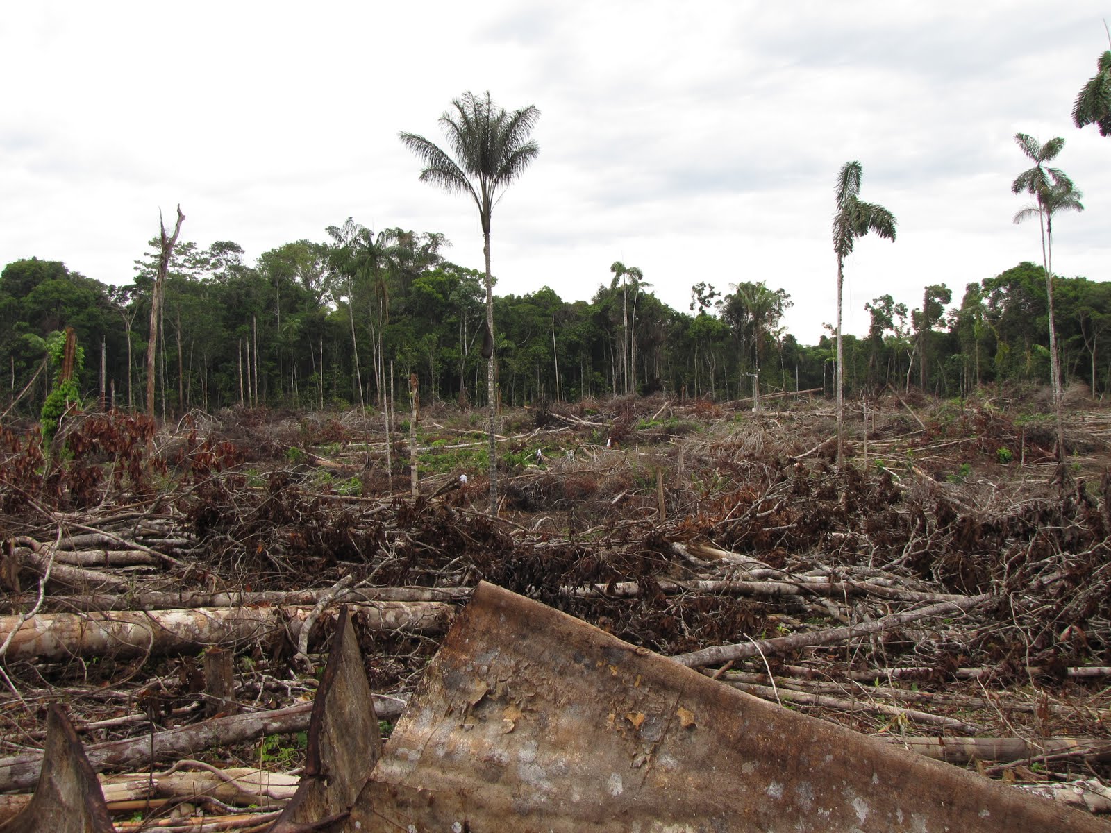 Combustão de Biomassa da Floresta Amazônica: Fotos e Fatos na Amazônia ...