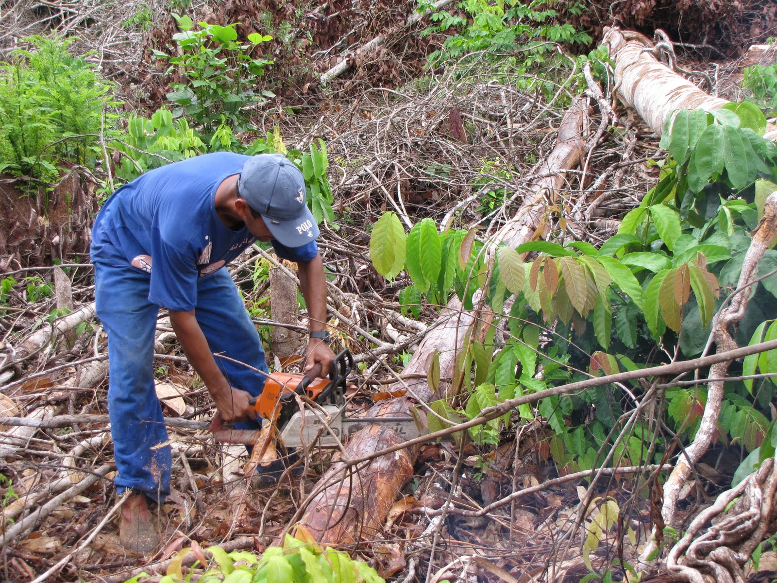 Combustão de Biomassa da Floresta Amazônica: Fotos e Fatos na Amazônia ...